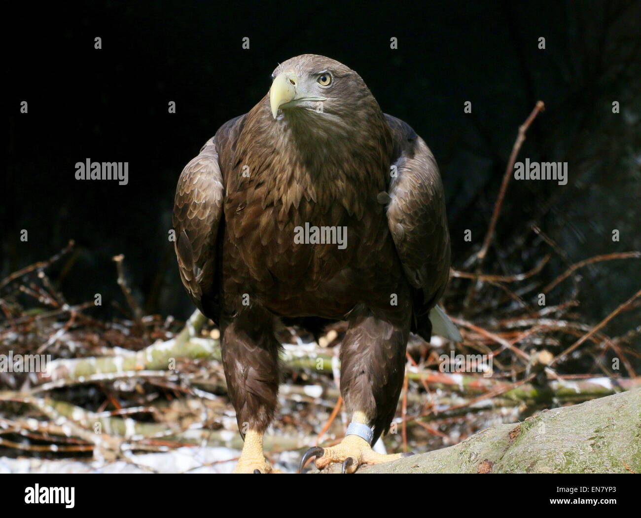 Starkes nest -Fotos und -Bildmaterial in hoher Auflösung – Alamy