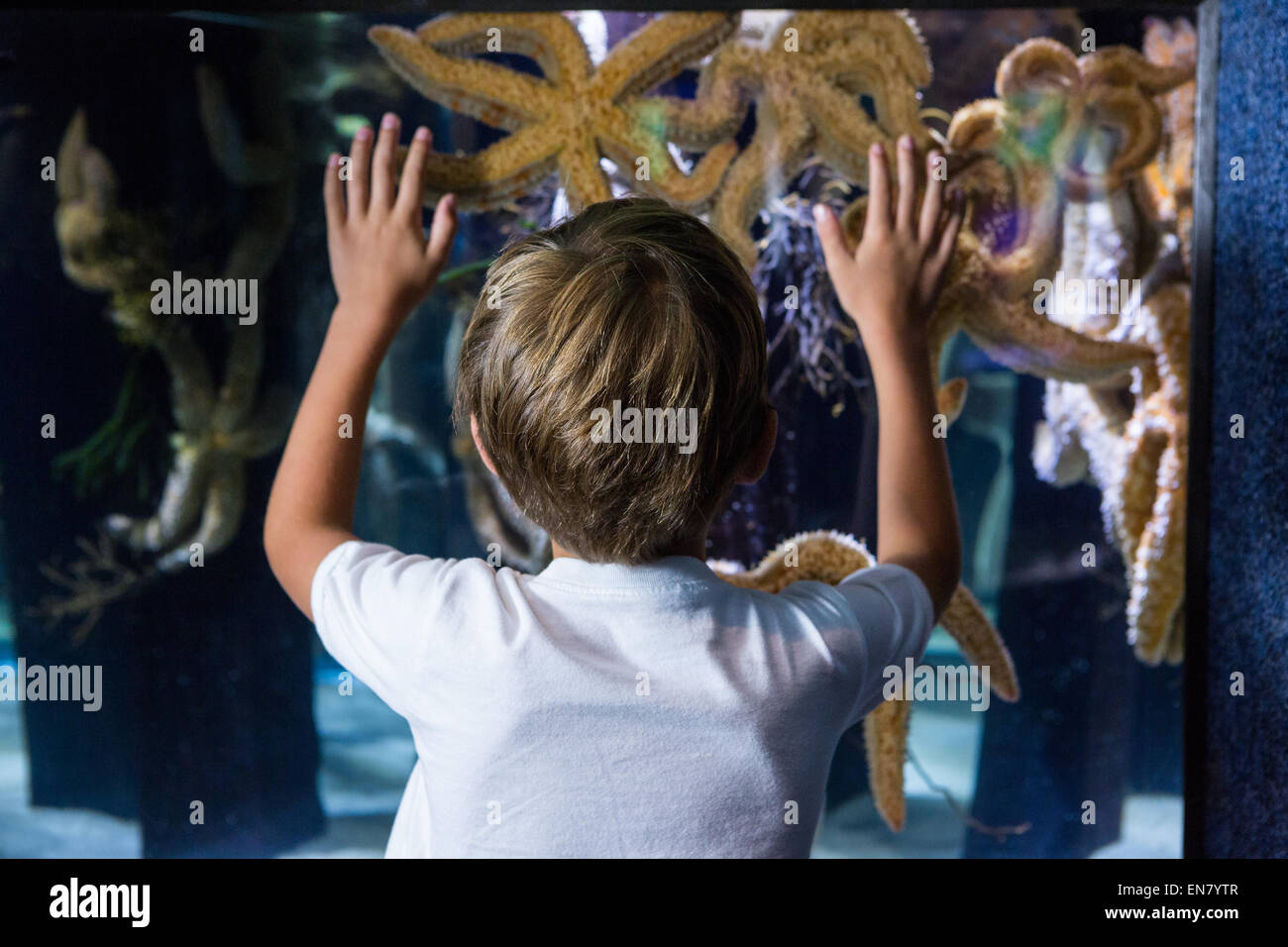 Riesen seestern -Fotos und -Bildmaterial in hoher Auflösung – Alamy