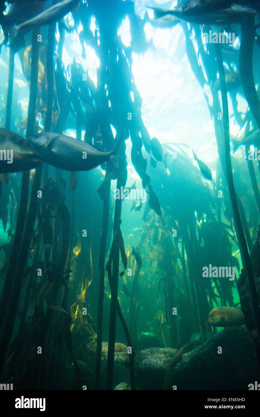 Fische schwimmen im meerwasser -Fotos und -Bildmaterial in hoher ...