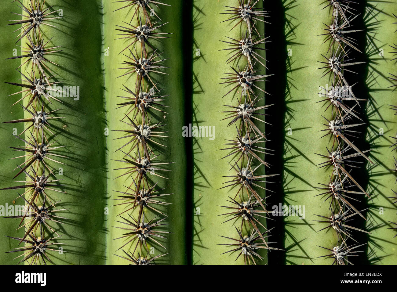 Mit seinen stacheln -Fotos und -Bildmaterial in hoher Auflösung – Alamy