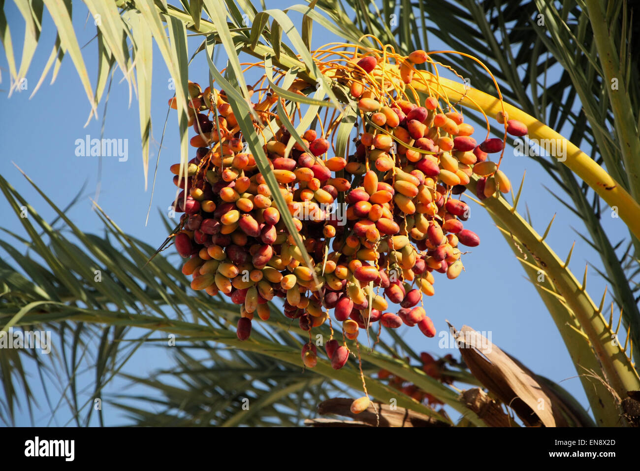 Frische datteln an einem baum -Fotos und -Bildmaterial in hoher ...