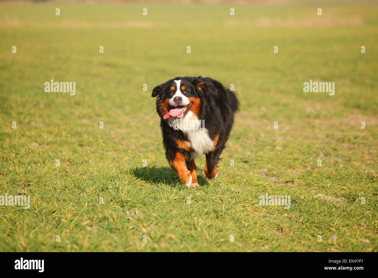 Berner Moutain Hund, Rüde | Berner Sennenhund, Ruede Stockfotografie ...