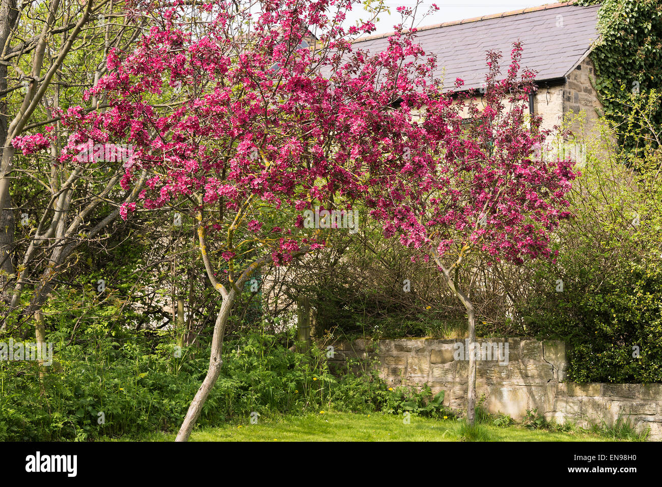 Crab Apple Tree Malus Royalty mit purpur-violette Blüte in voller Blüte ...