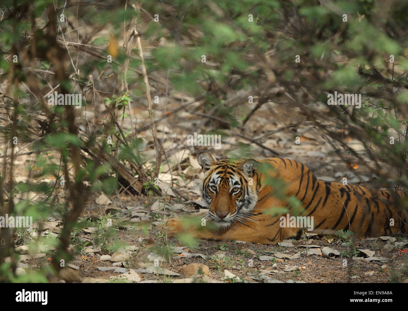 Tiger im busch -Fotos und -Bildmaterial in hoher Auflösung – Alamy