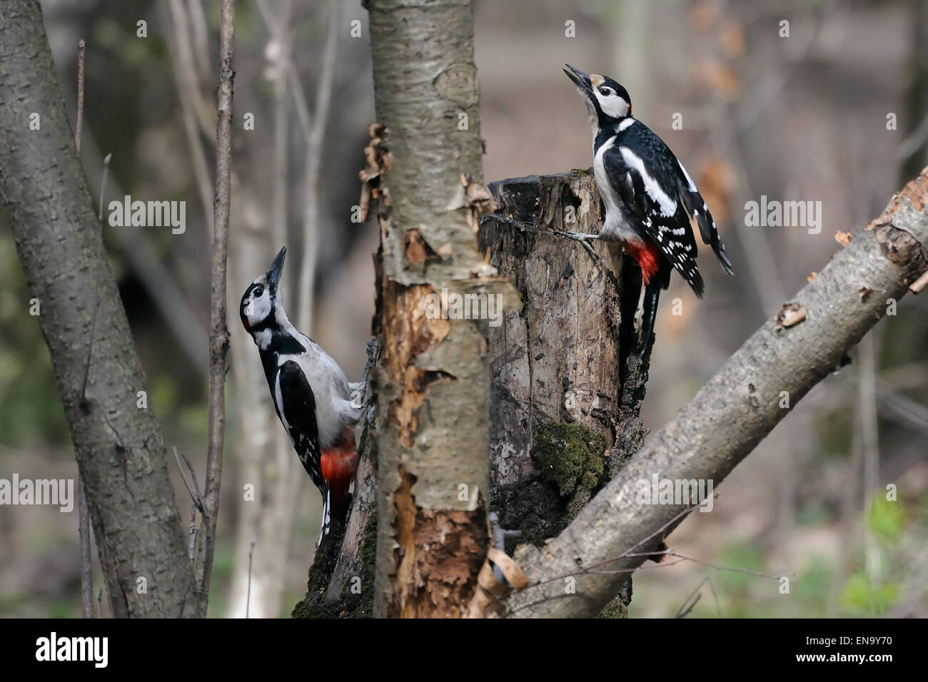 Great spotted woodpeckers -Fotos und -Bildmaterial in hoher Auflösung ...