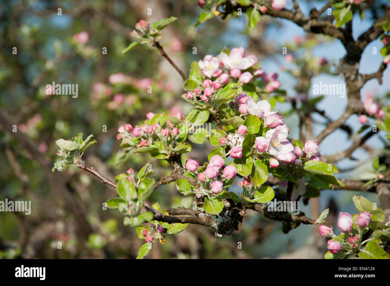 Apfelbaum in blute -Fotos und -Bildmaterial in hoher Auflösung – Alamy