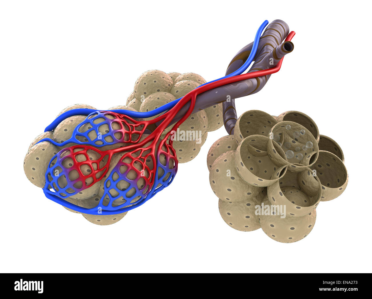 Alveolen und Kapillaren Stockfotos & Alveolen und Kapillaren Bilder - Alamy
