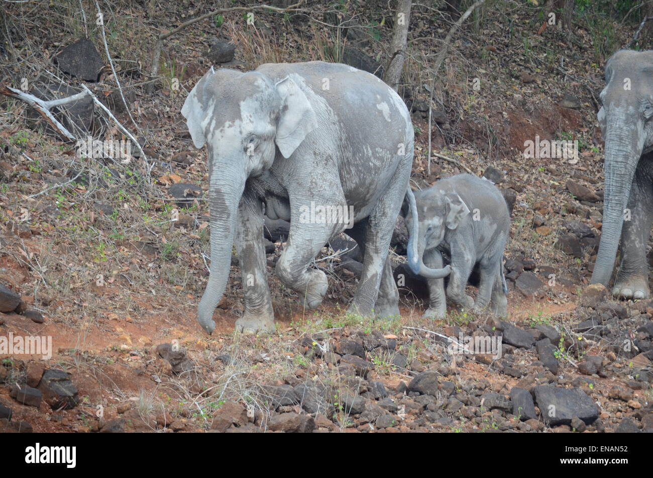 Tiere und natur -Fotos und -Bildmaterial in hoher Auflösung – Alamy