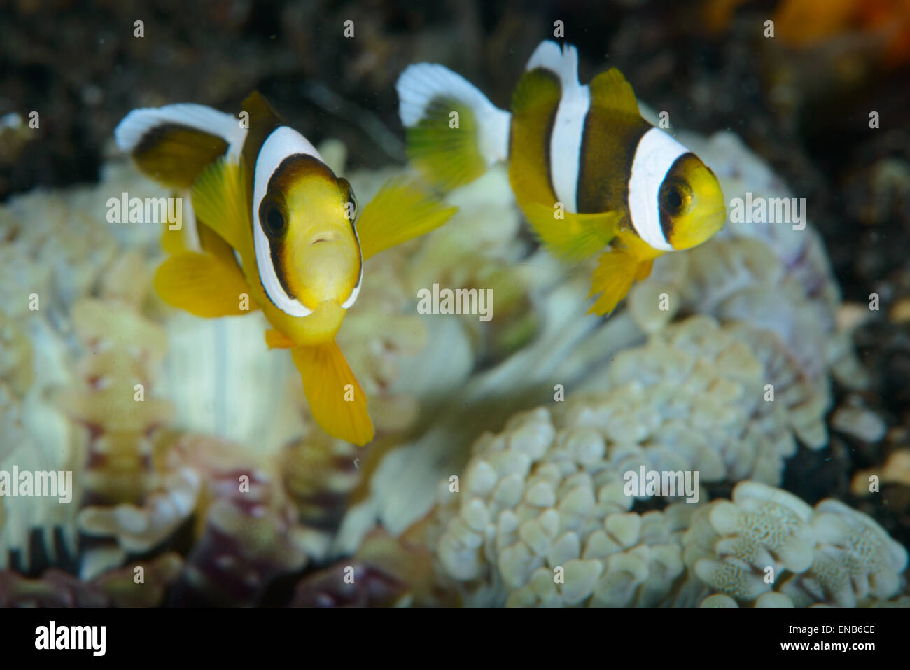 Süßer kleiner fisch -Fotos und -Bildmaterial in hoher Auflösung – Alamy