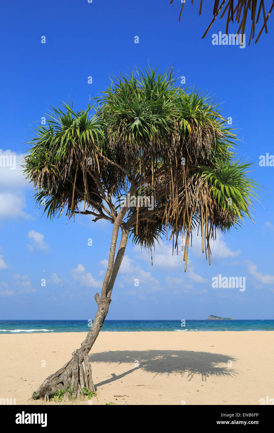 Palmen sri lanka -Fotos und -Bildmaterial in hoher Auflösung – Alamy