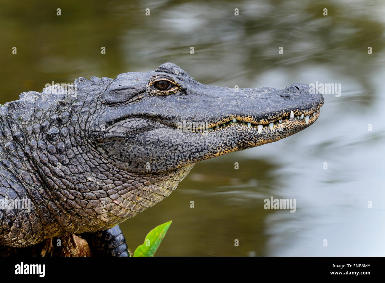 Alligator schnauze -Fotos und -Bildmaterial in hoher Auflösung – Alamy