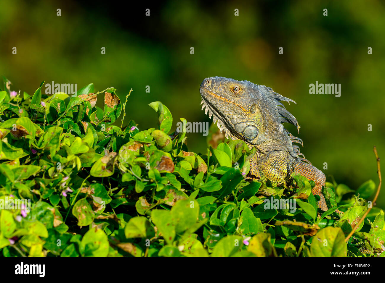 Gruener leguan -Fotos und -Bildmaterial in hoher Auflösung – Alamy