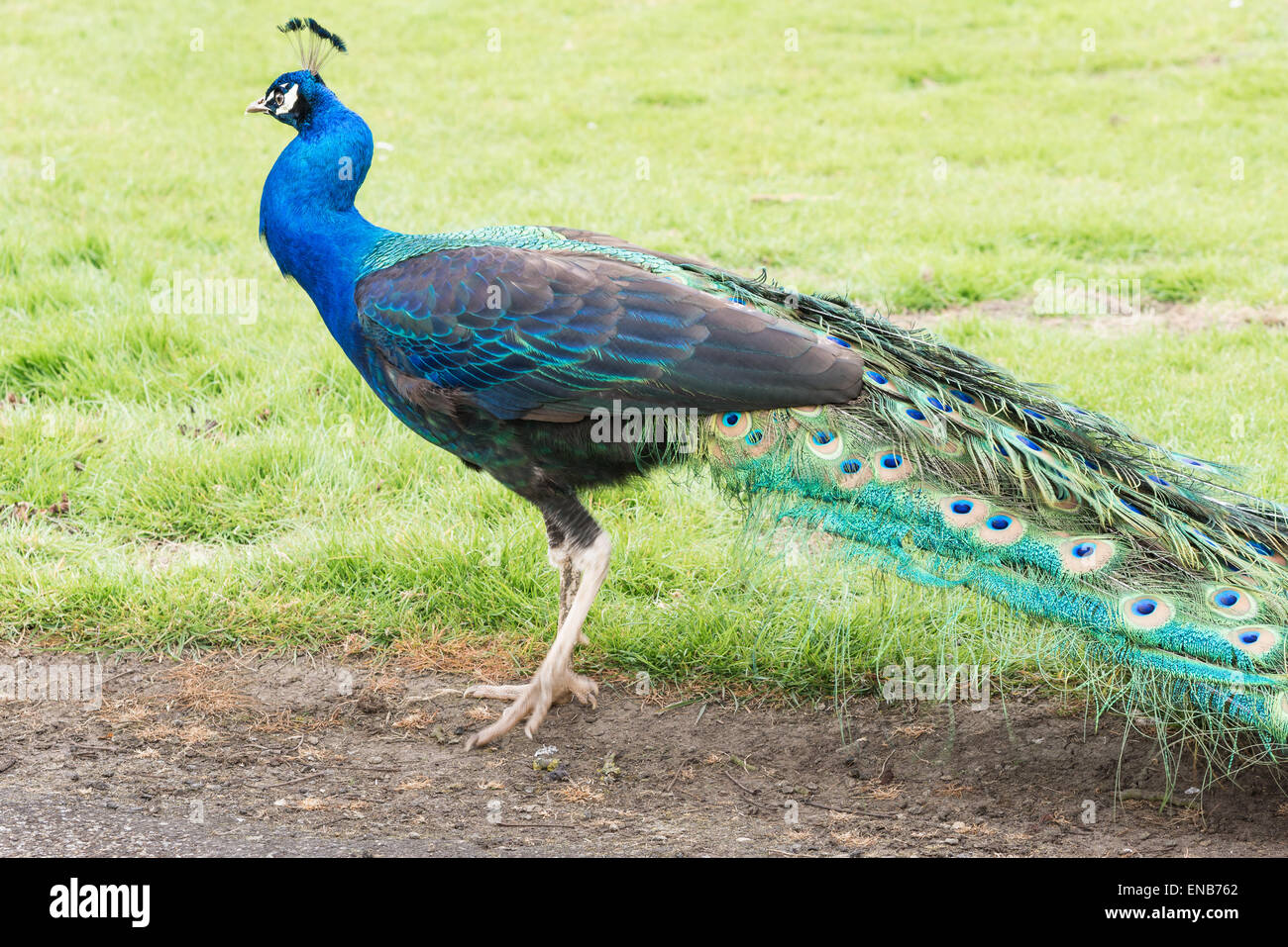 Pfau aussehen -Fotos und -Bildmaterial in hoher Auflösung – Alamy