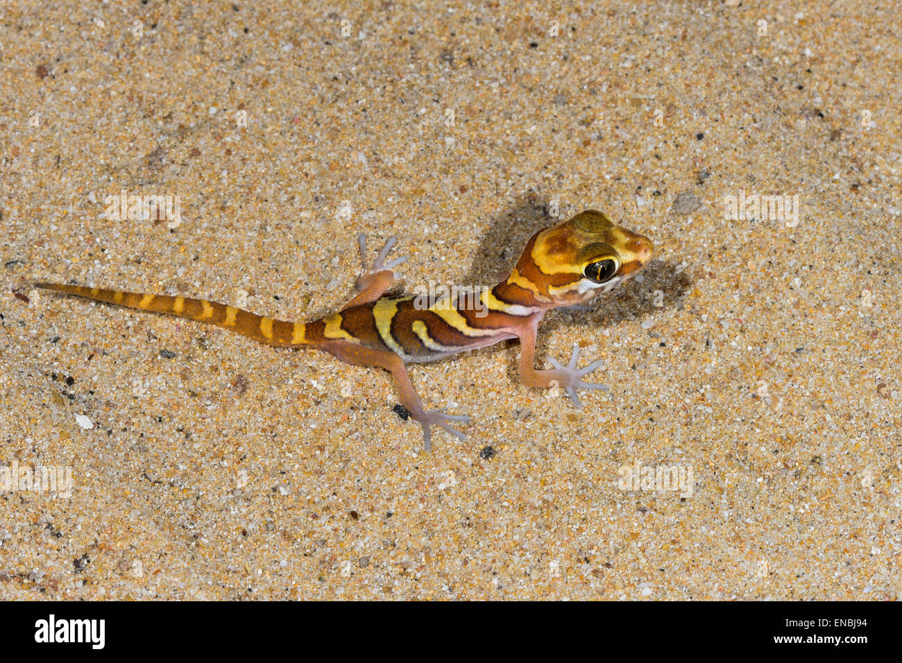 Bunter gecko -Fotos und -Bildmaterial in hoher Auflösung – Alamy