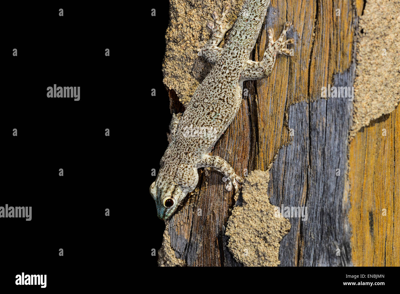 Bunter gecko -Fotos und -Bildmaterial in hoher Auflösung – Alamy