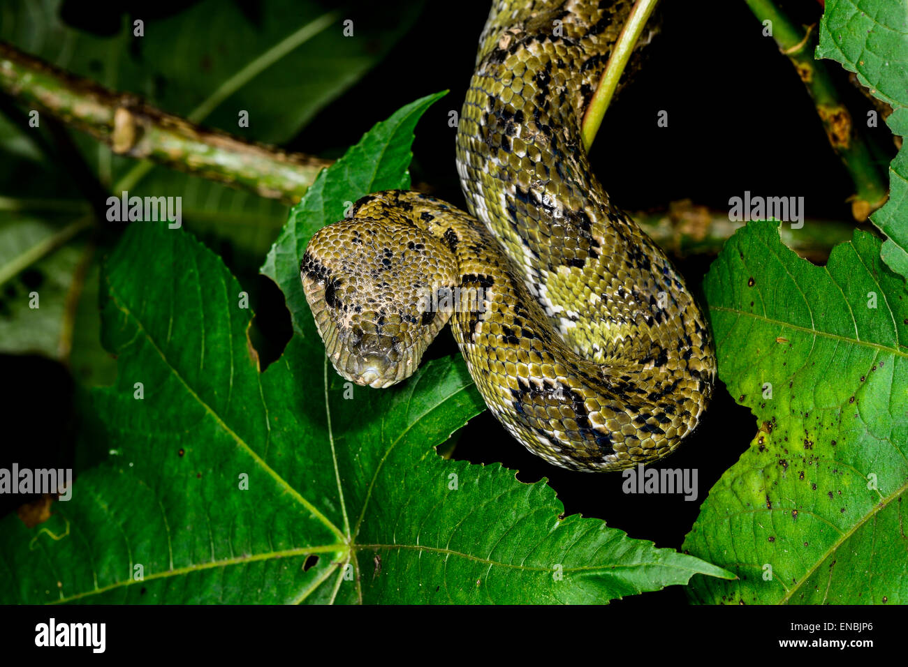 Madagaskar Boa Baum, Ranomafana, Madagaskar Stockfotografie - Alamy