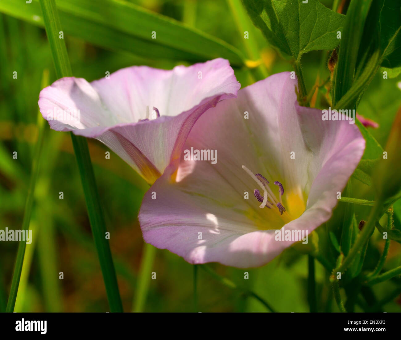 Ackerwinde pflanze -Fotos und -Bildmaterial in hoher Auflösung – Alamy