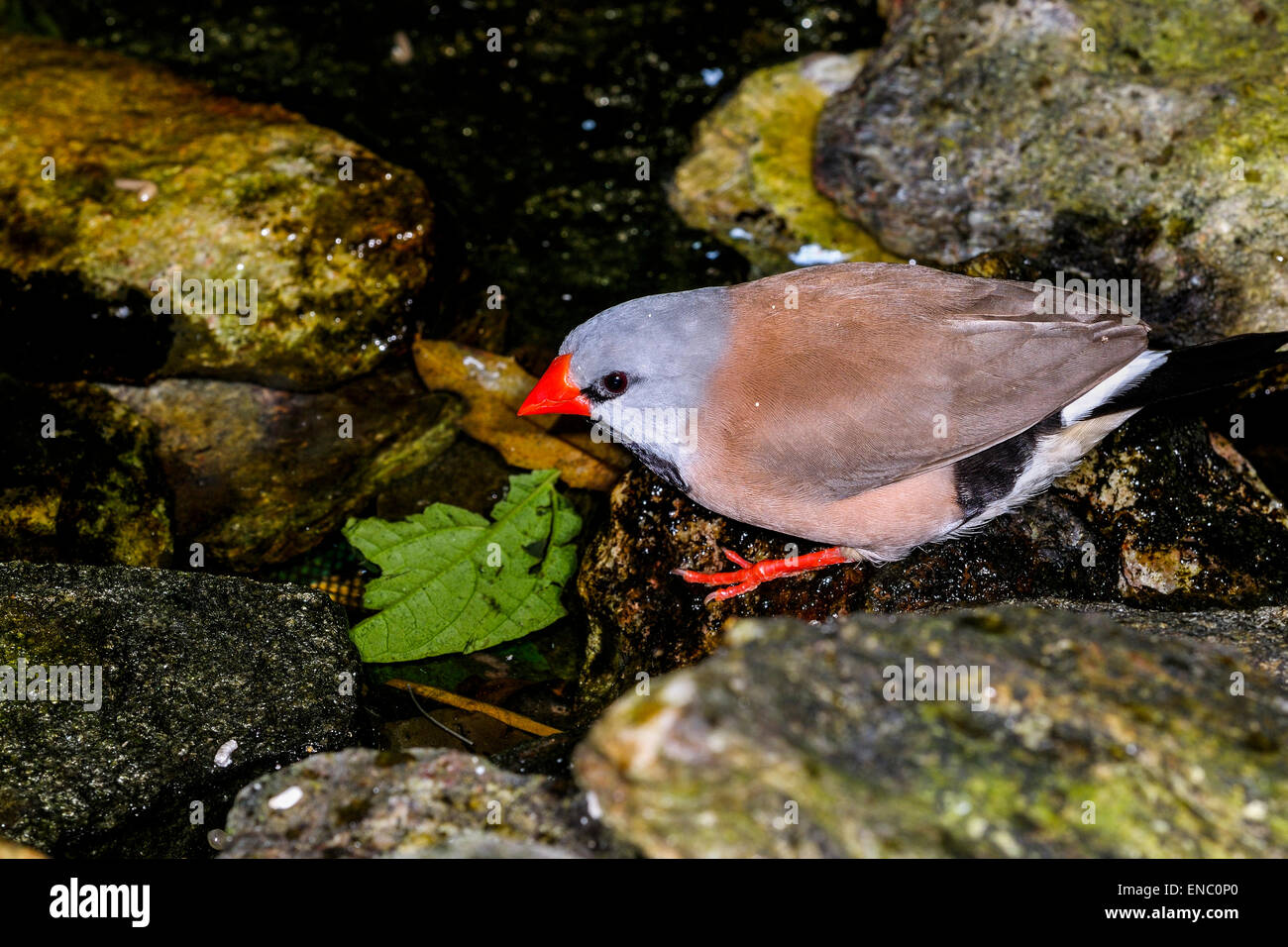 Die finken -Fotos und -Bildmaterial in hoher Auflösung – Alamy