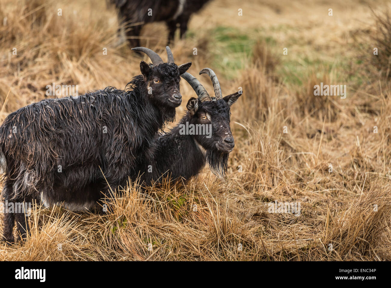 Galloway wild goat park -Fotos und -Bildmaterial in hoher Auflösung – Alamy