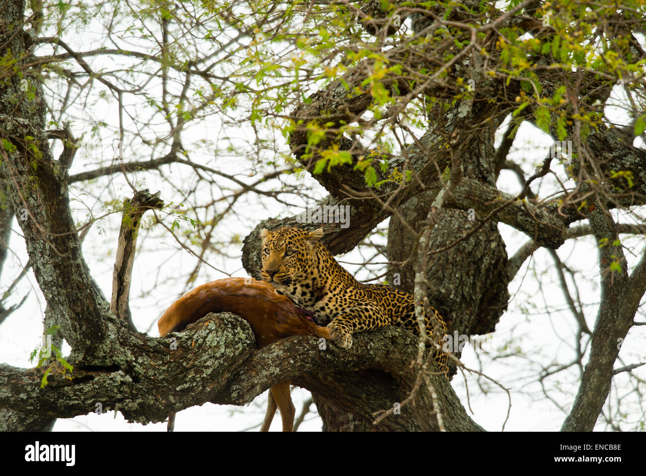 Leopard beute im baum -Fotos und -Bildmaterial in hoher Auflösung – Alamy