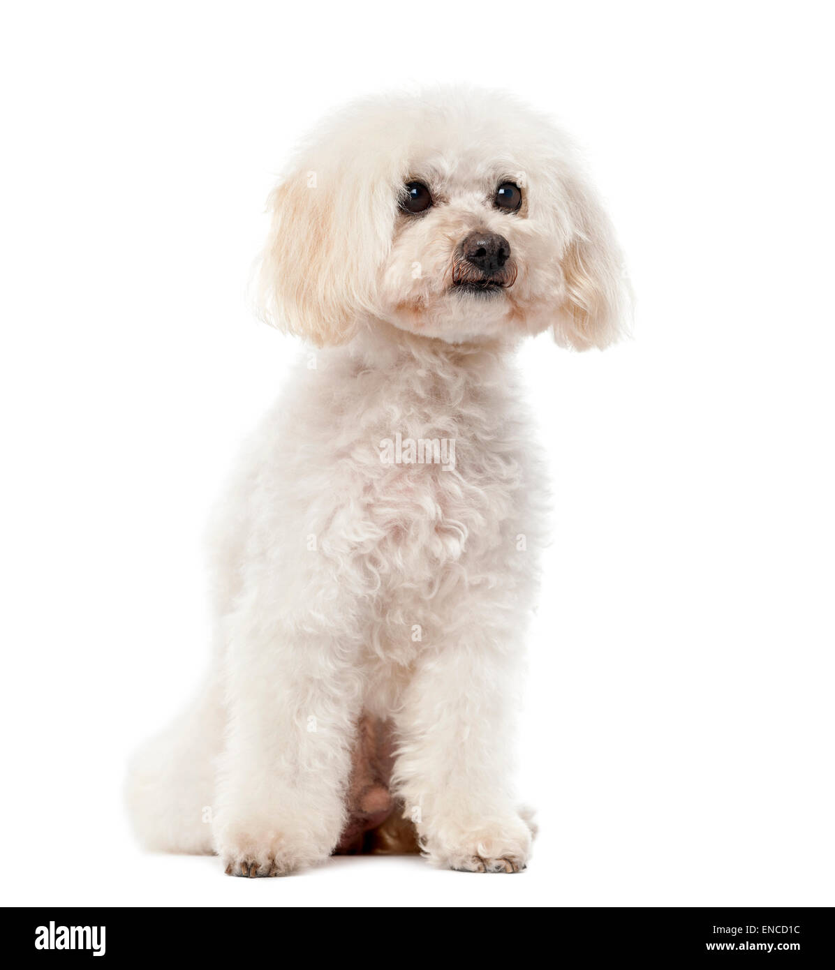 Weißer pudel -Fotos und -Bildmaterial in hoher Auflösung – Alamy