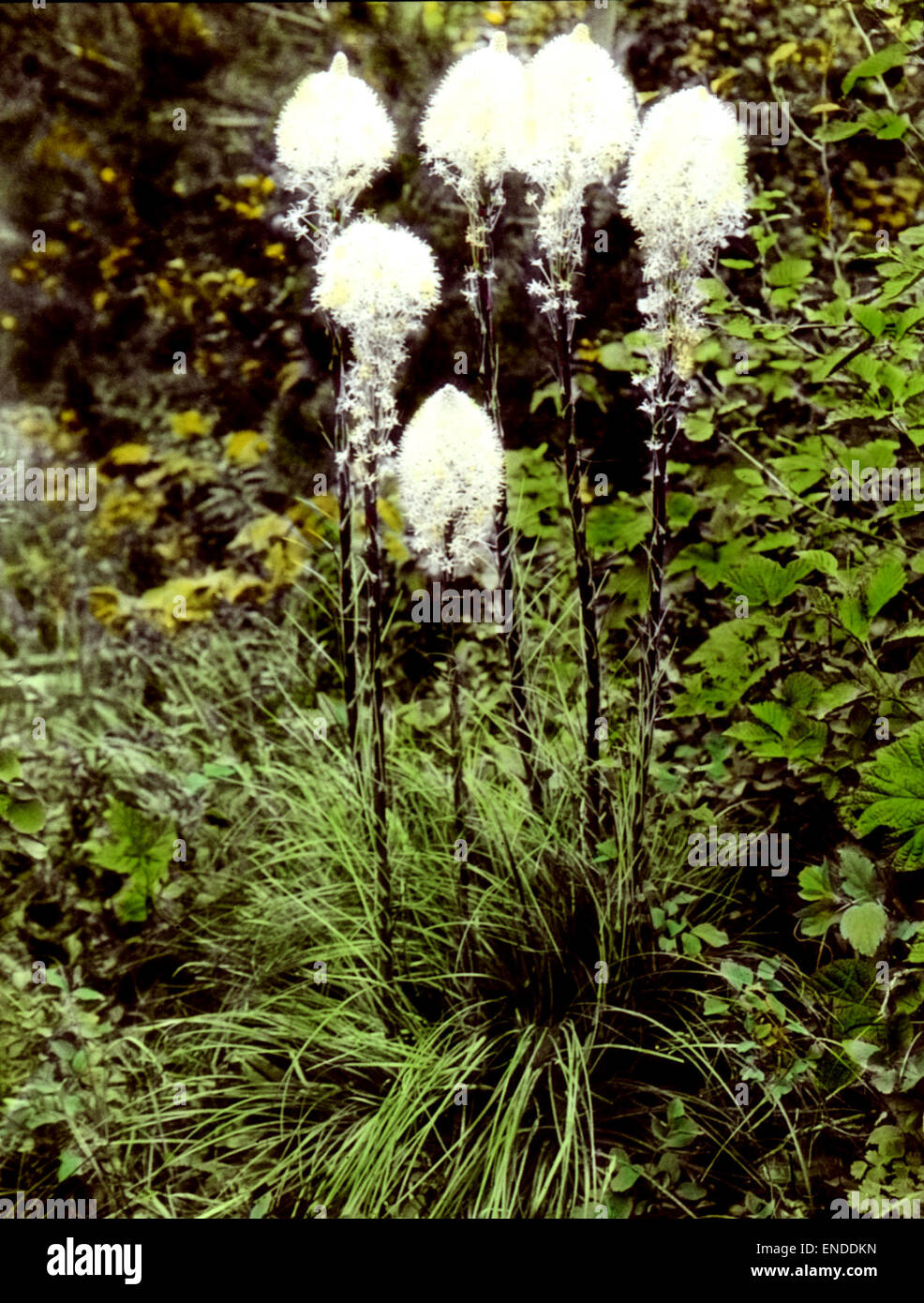 Xerophyllum Tenax - Bear Grass (Waterton Park) Xerophyllum Tenax - Bear ...