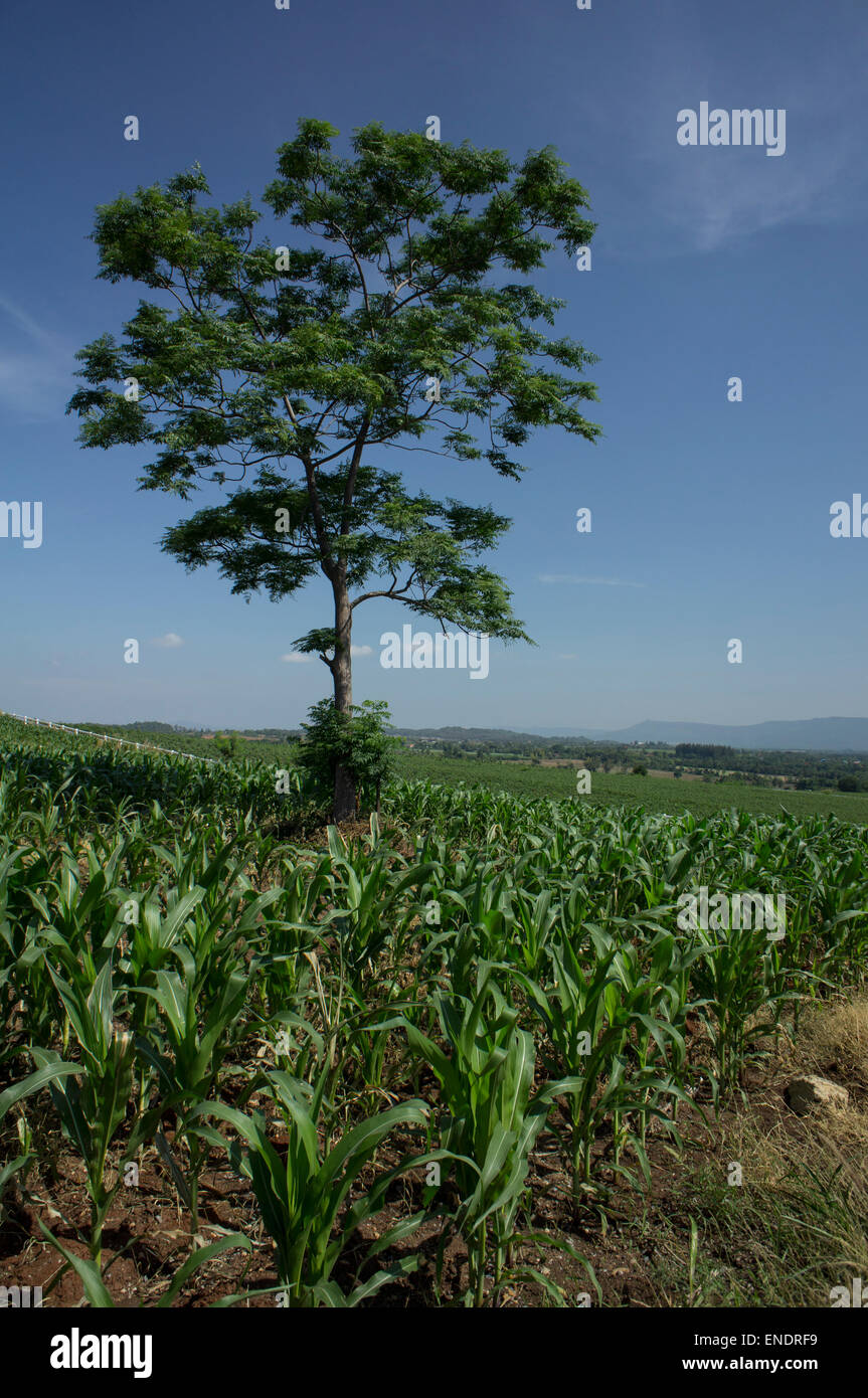 Soil agriculture -Fotos und -Bildmaterial in hoher Auflösung – Alamy