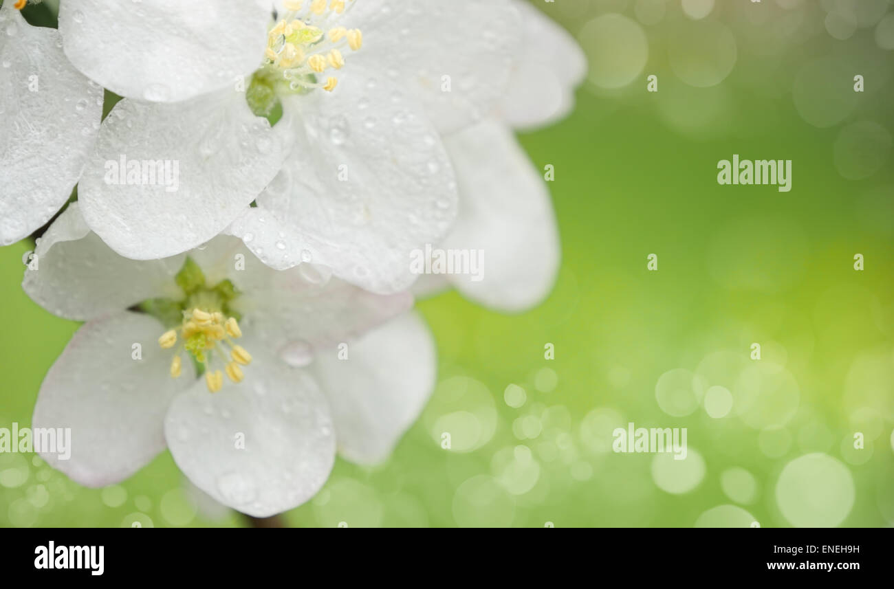 Der apfelzweig Stockfotos und -bilder Kaufen - Alamy