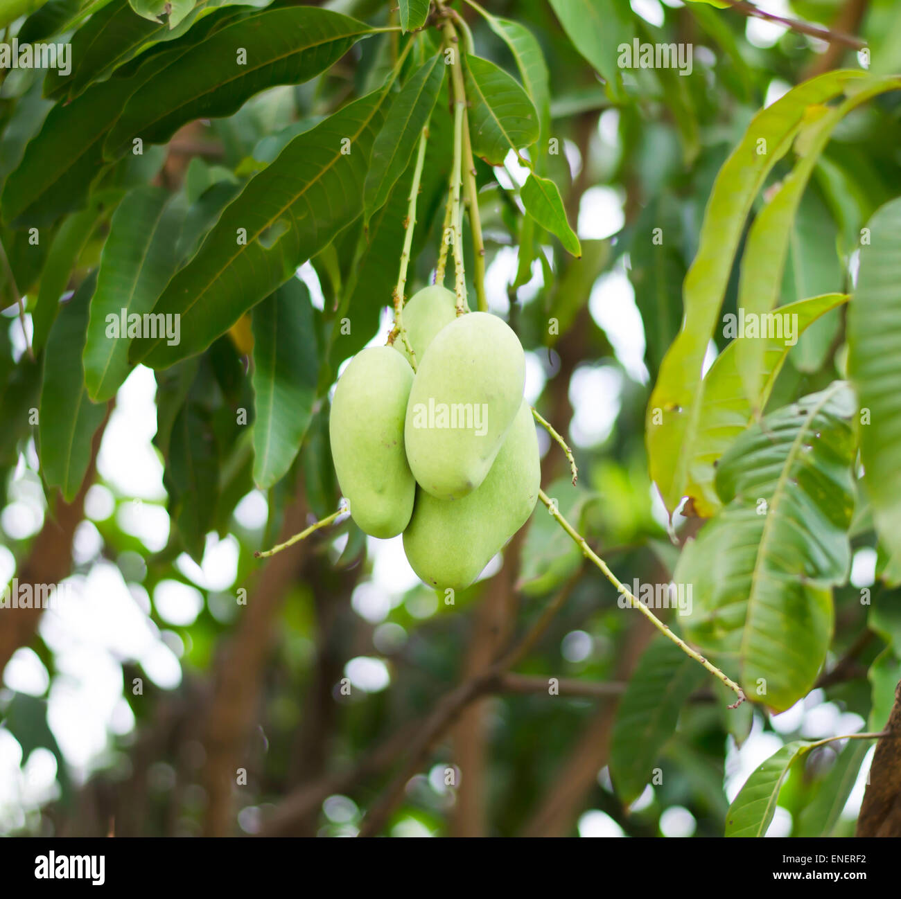 Reifer mangobaum -Fotos und -Bildmaterial in hoher Auflösung – Alamy