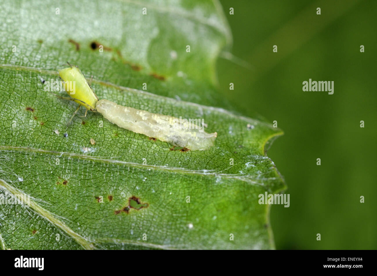 Fly larva -Fotos und -Bildmaterial in hoher Auflösung – Alamy