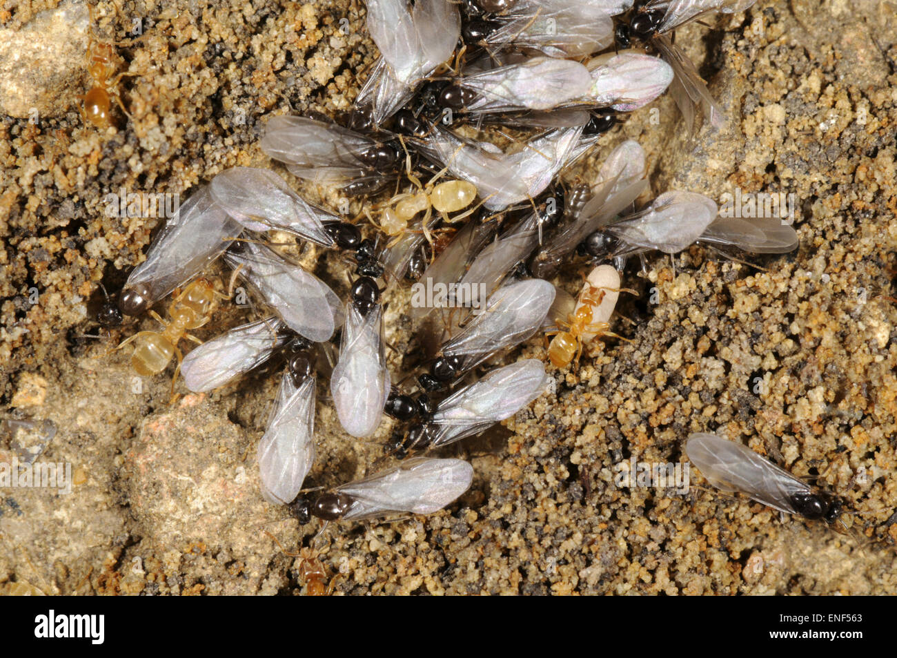 Red ant pupae -Fotos und -Bildmaterial in hoher Auflösung – Alamy