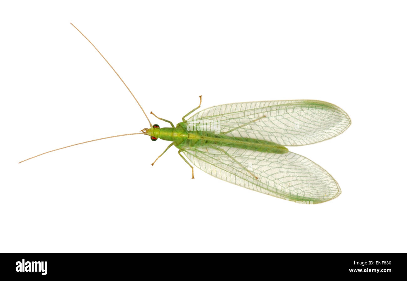 Chrysoperla carnea -Fotos und -Bildmaterial in hoher Auflösung – Alamy