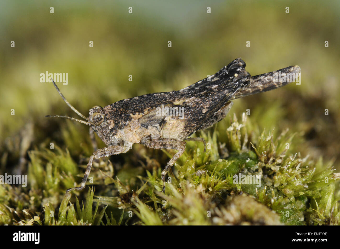 Die Cepero Groundhopper - Tetrix ceperoi Stockfotografie - Alamy