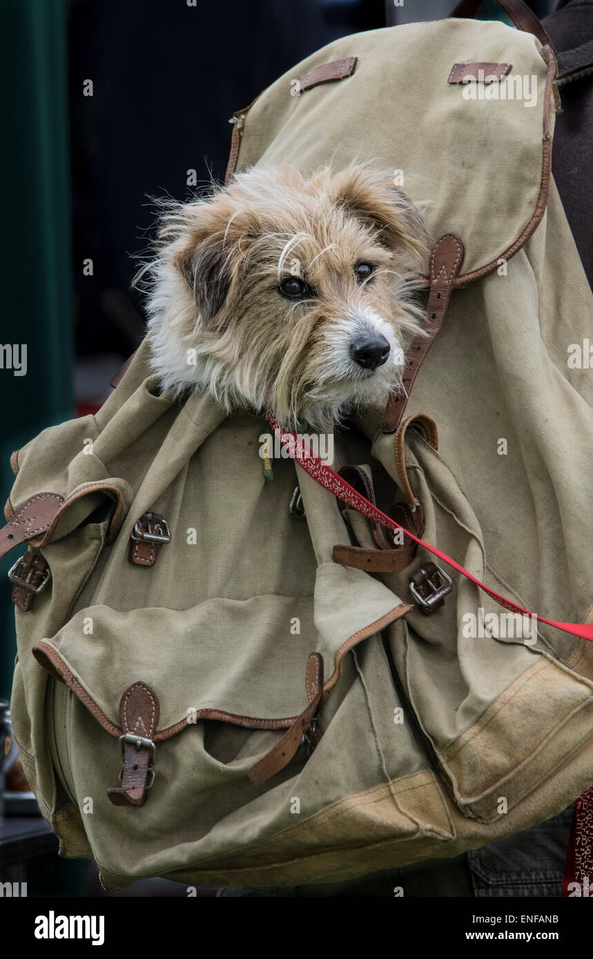 Hund im rucksack -Fotos und -Bildmaterial in hoher Auflösung – Alamy