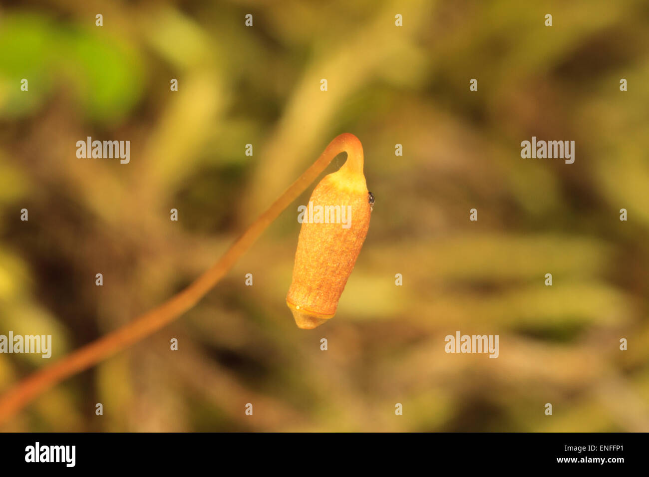 Moos seta -Fotos und -Bildmaterial in hoher Auflösung – Alamy