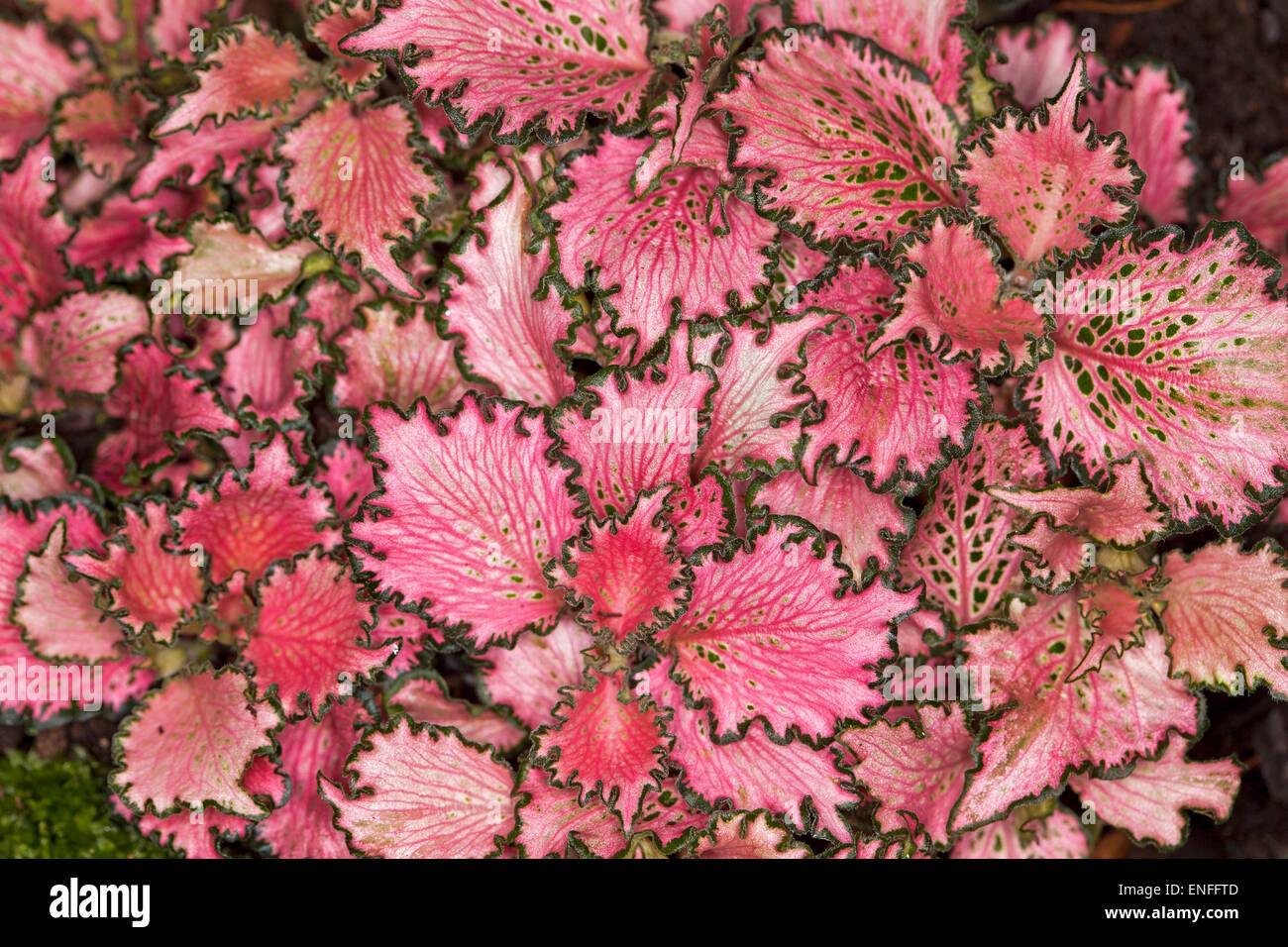 Pflanze Rosa Blatter