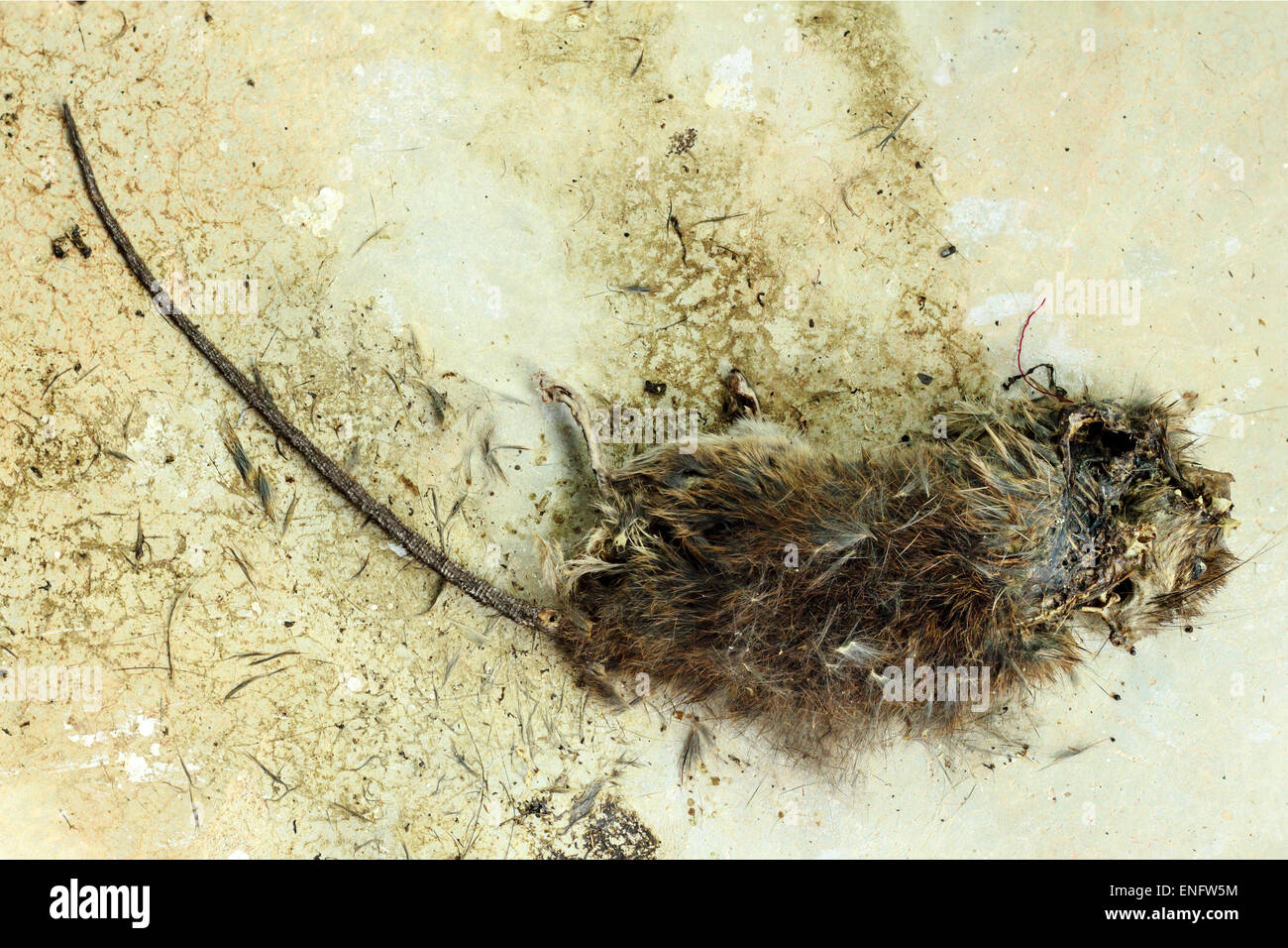 Dead rat poisoned -Fotos und -Bildmaterial in hoher Auflösung – Alamy