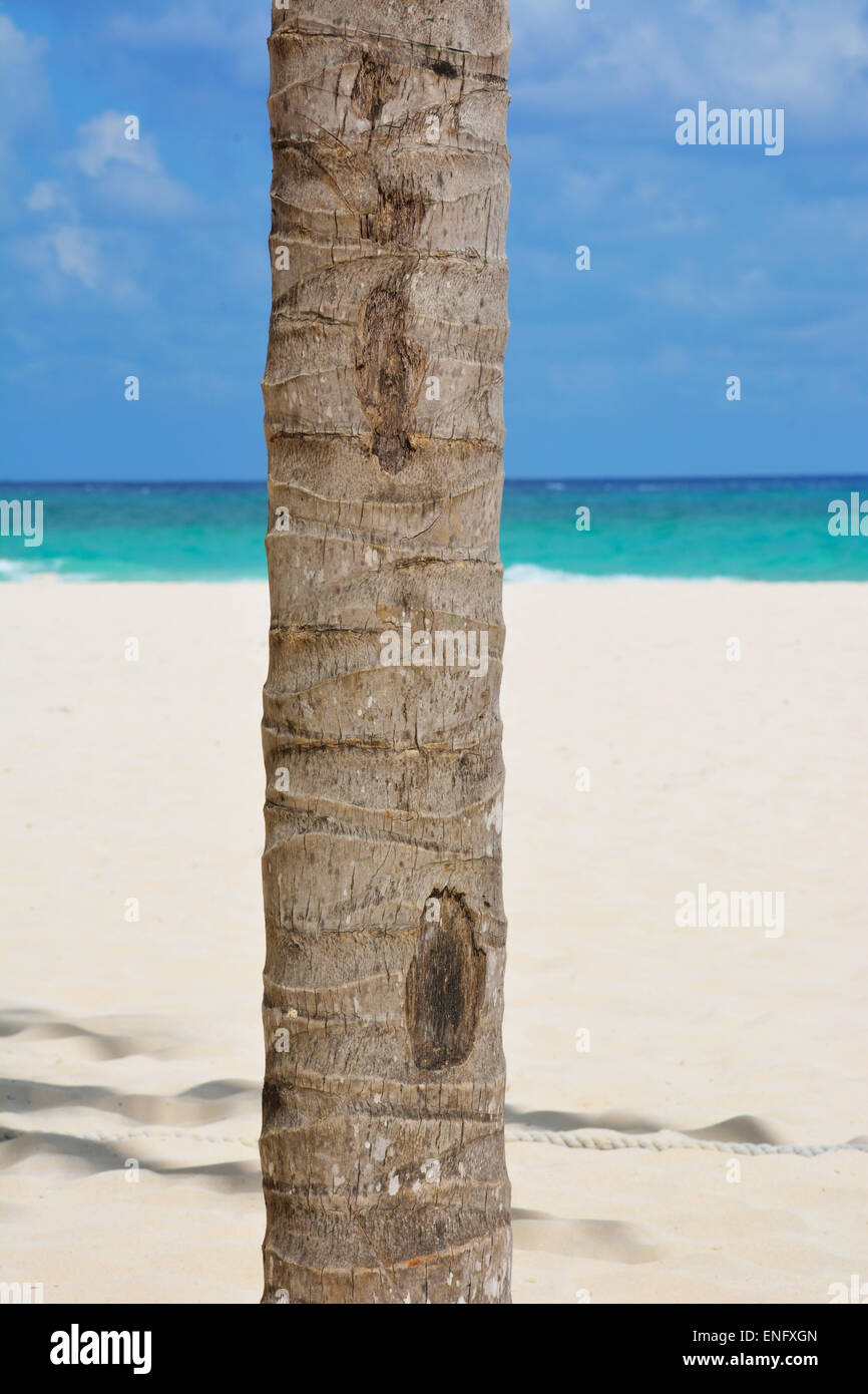 Palme an einem tropischen strand -Fotos und -Bildmaterial in hoher ...