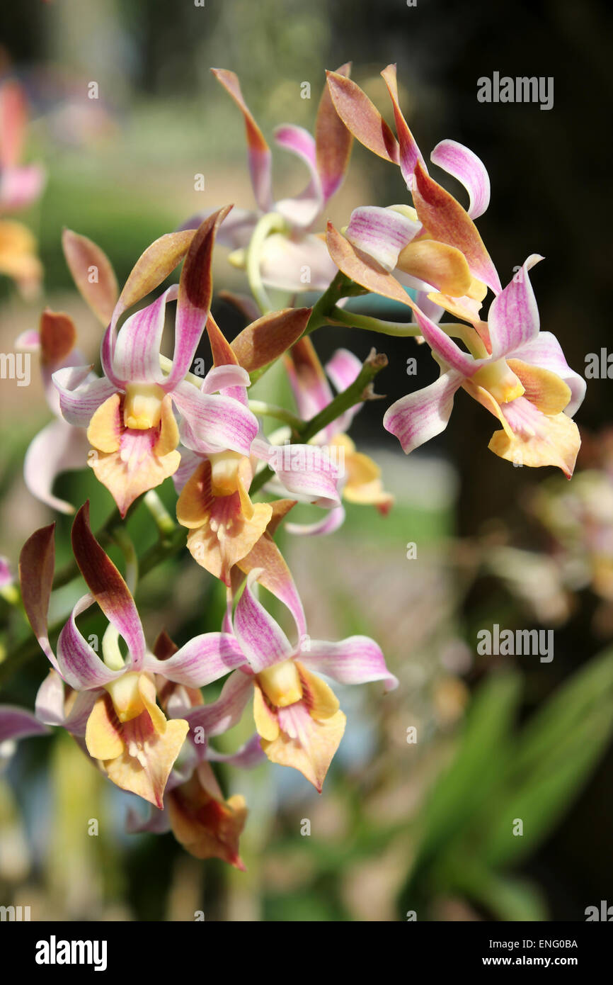 Dendrobium plant -Fotos und -Bildmaterial in hoher Auflösung – Alamy