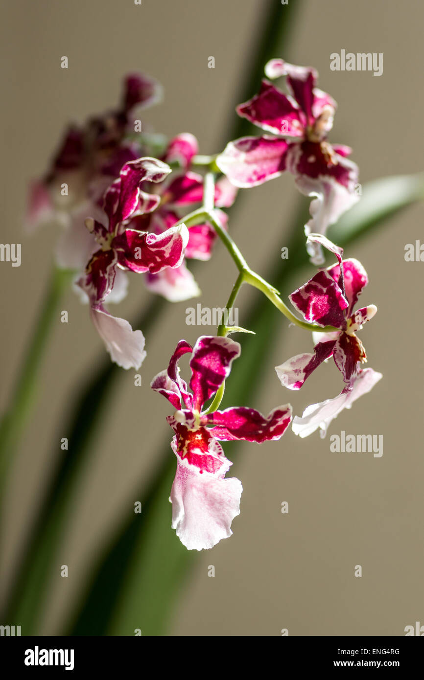 Cambria orchidee -Fotos und -Bildmaterial in hoher Auflösung – Alamy