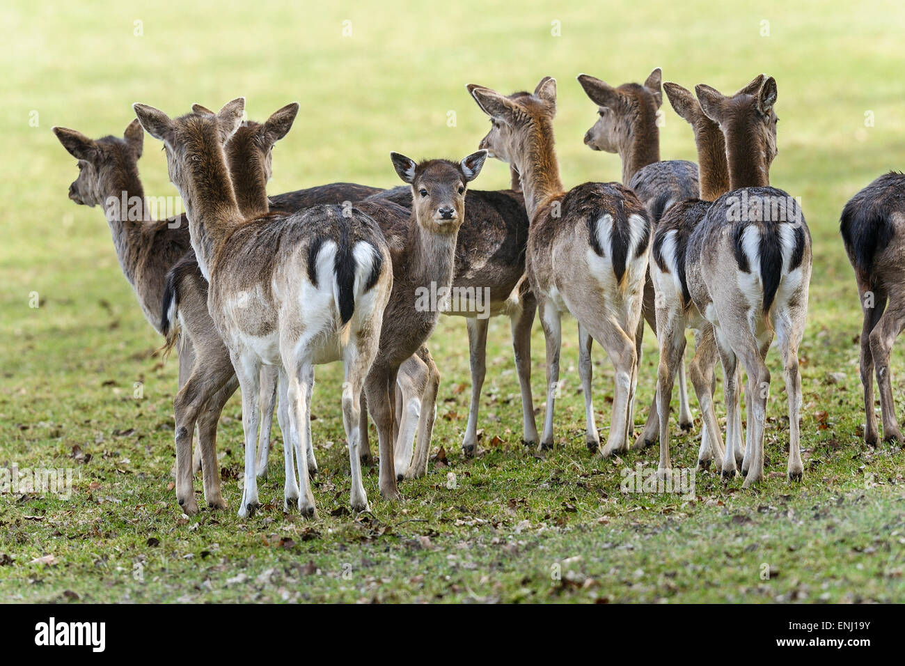 Dama dama -Fotos und -Bildmaterial in hoher Auflösung – Alamy