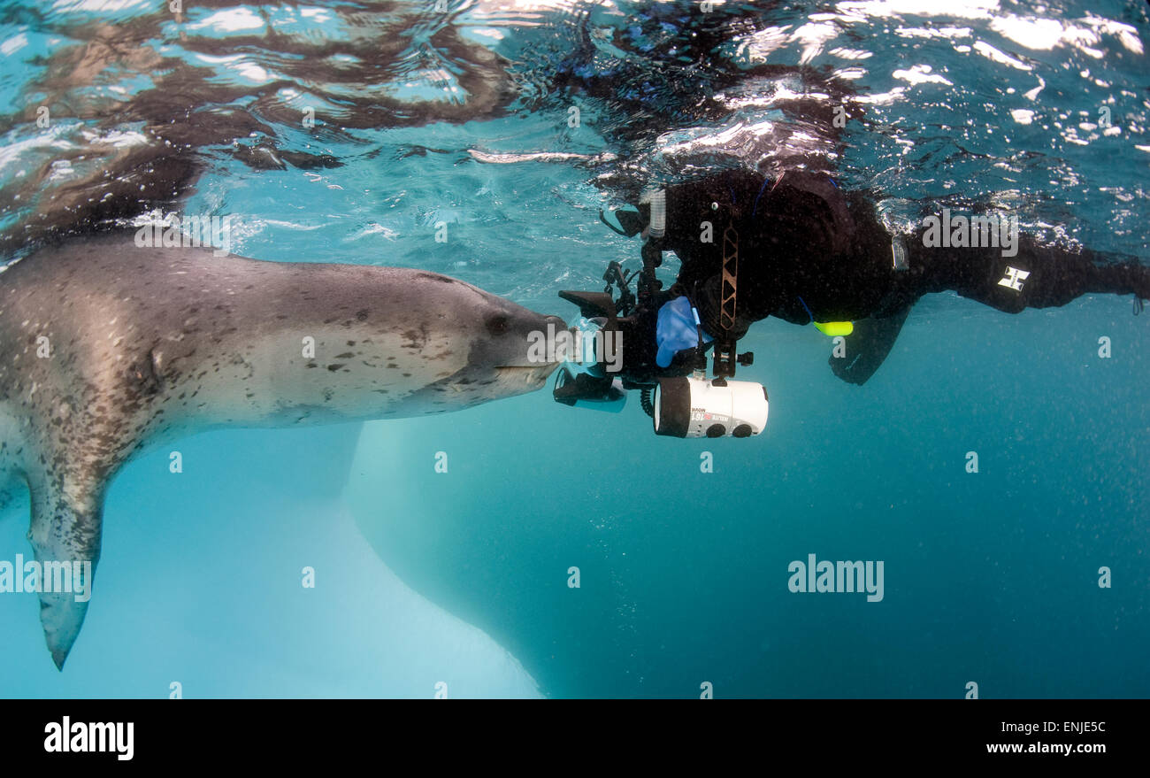 Hydrurga leptonyx meeresleben begegnungen -Fotos und -Bildmaterial in ...
