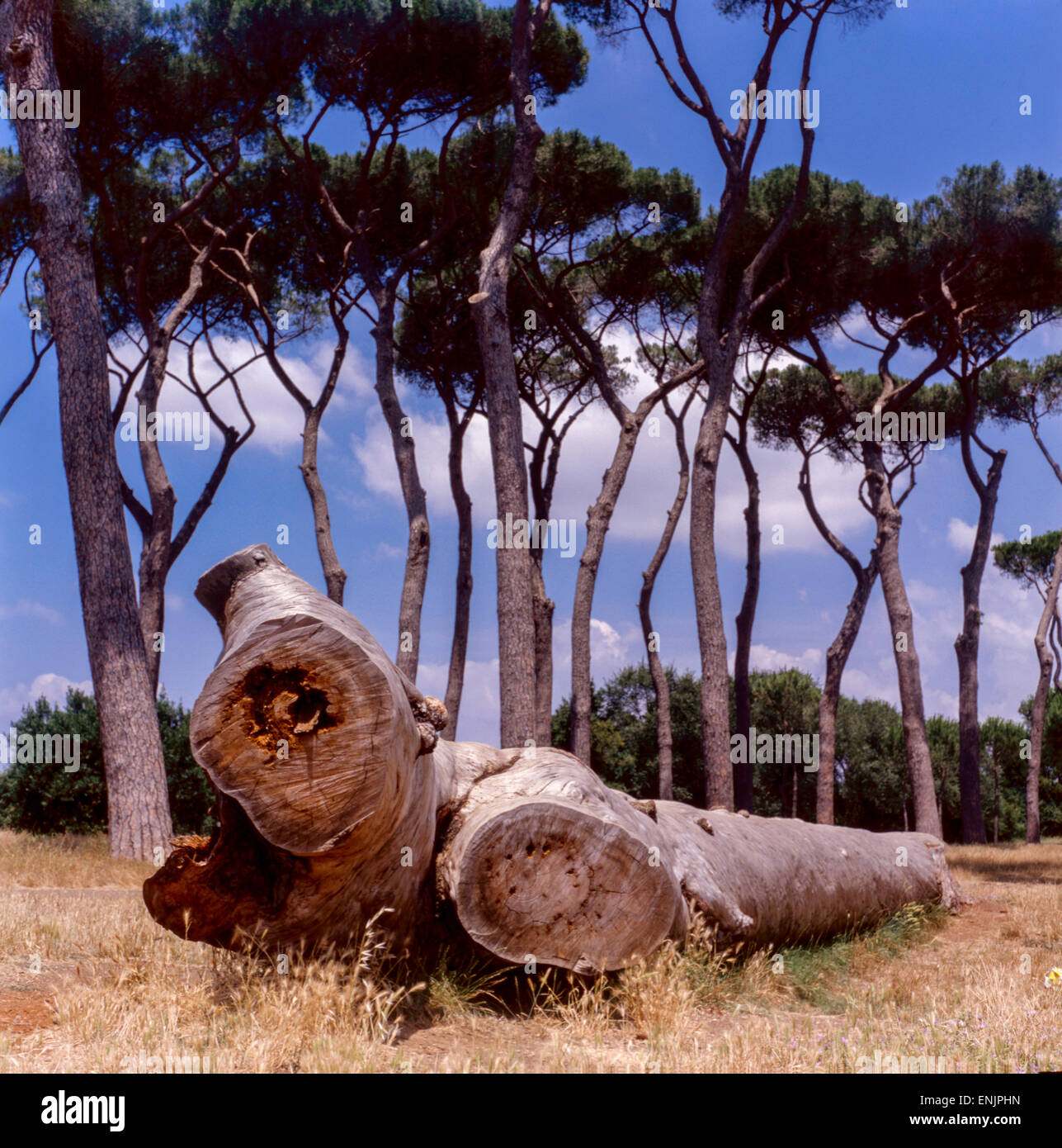 Kiefernbaum, Pinus Pinea Stockfotografie - Alamy