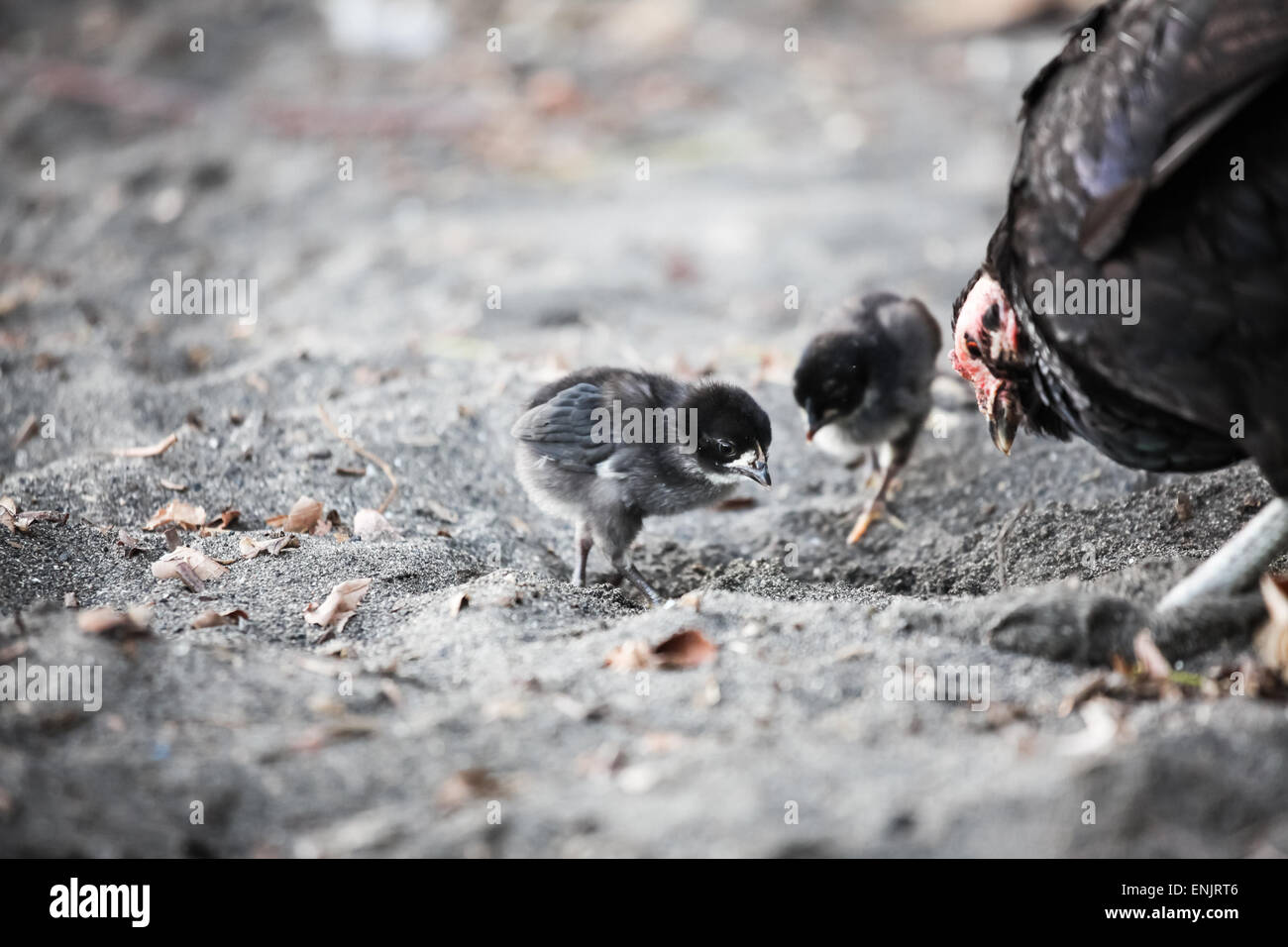 Familie von kleinen vögeln -Fotos und -Bildmaterial in hoher Auflösung ...