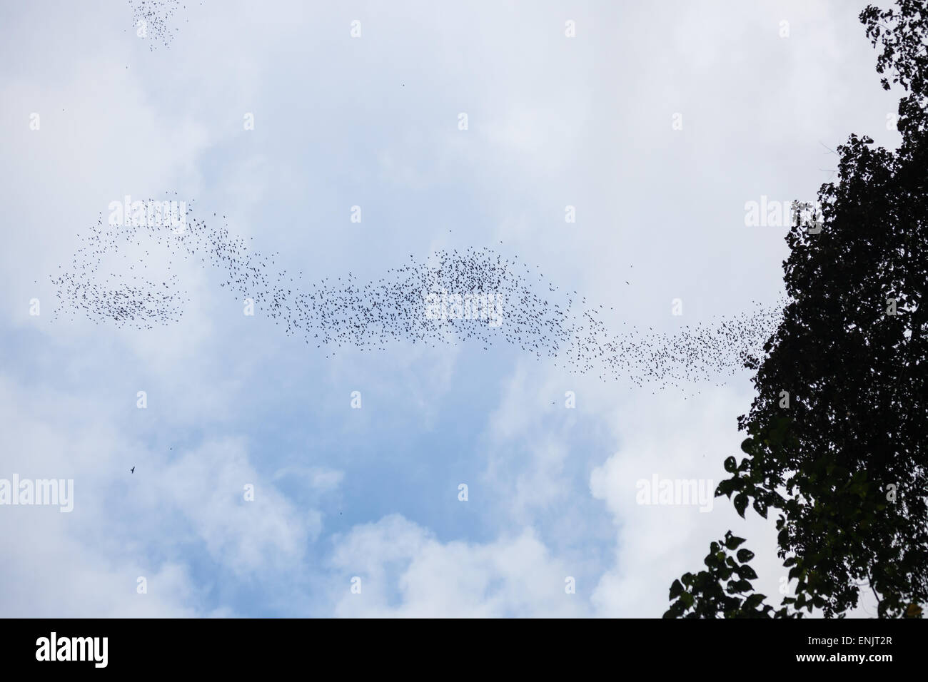 Fliegen schwarm -Fotos und -Bildmaterial in hoher Auflösung – Alamy
