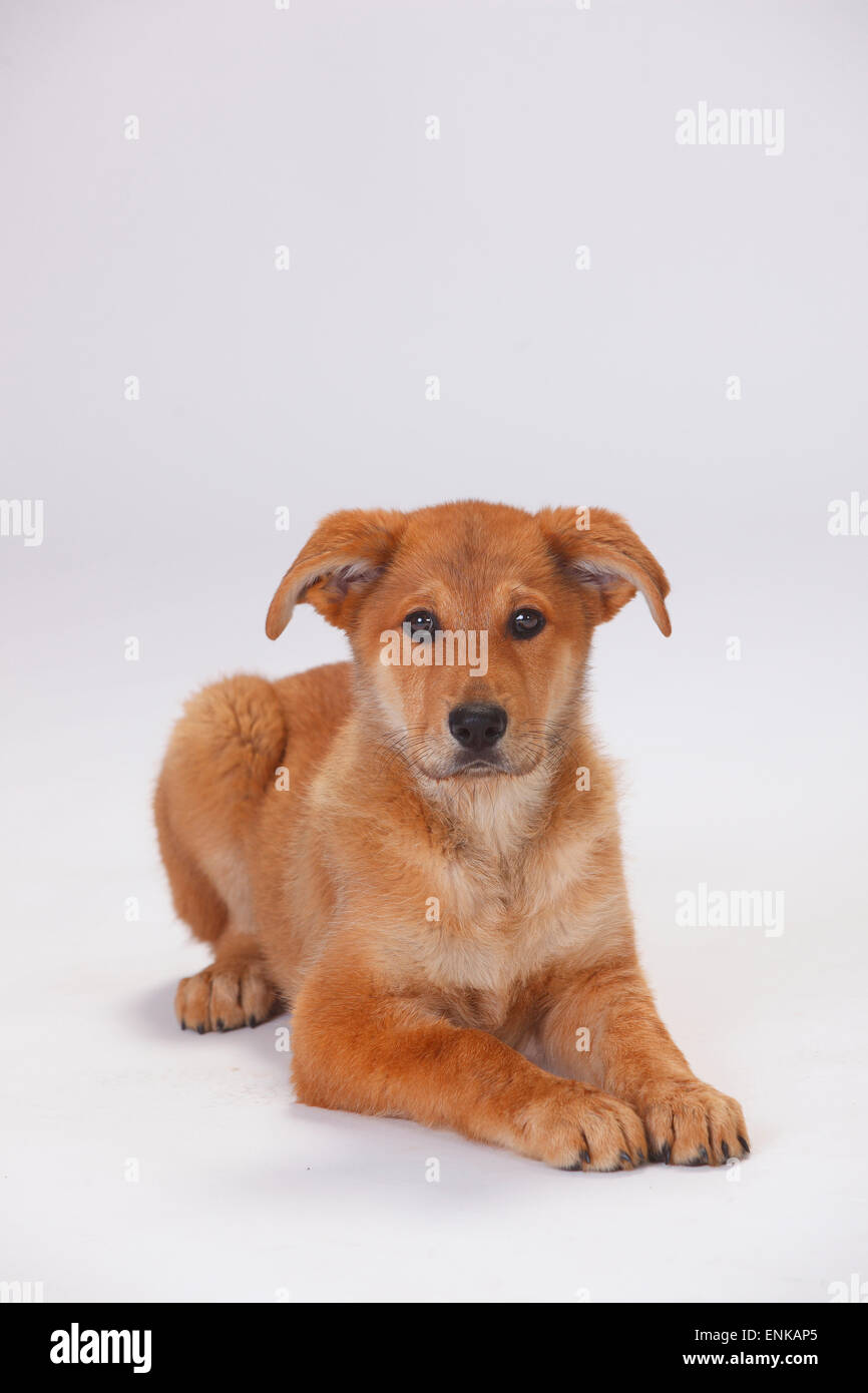 Hund harzer fuchs welpen -Fotos und -Bildmaterial in hoher Auflösung ...