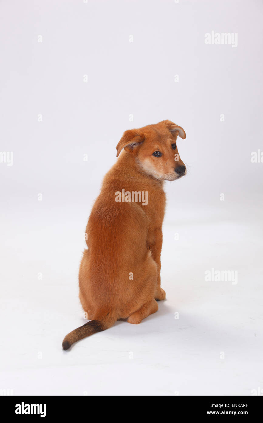 Hund harzer fuchs welpen -Fotos und -Bildmaterial in hoher Auflösung ...