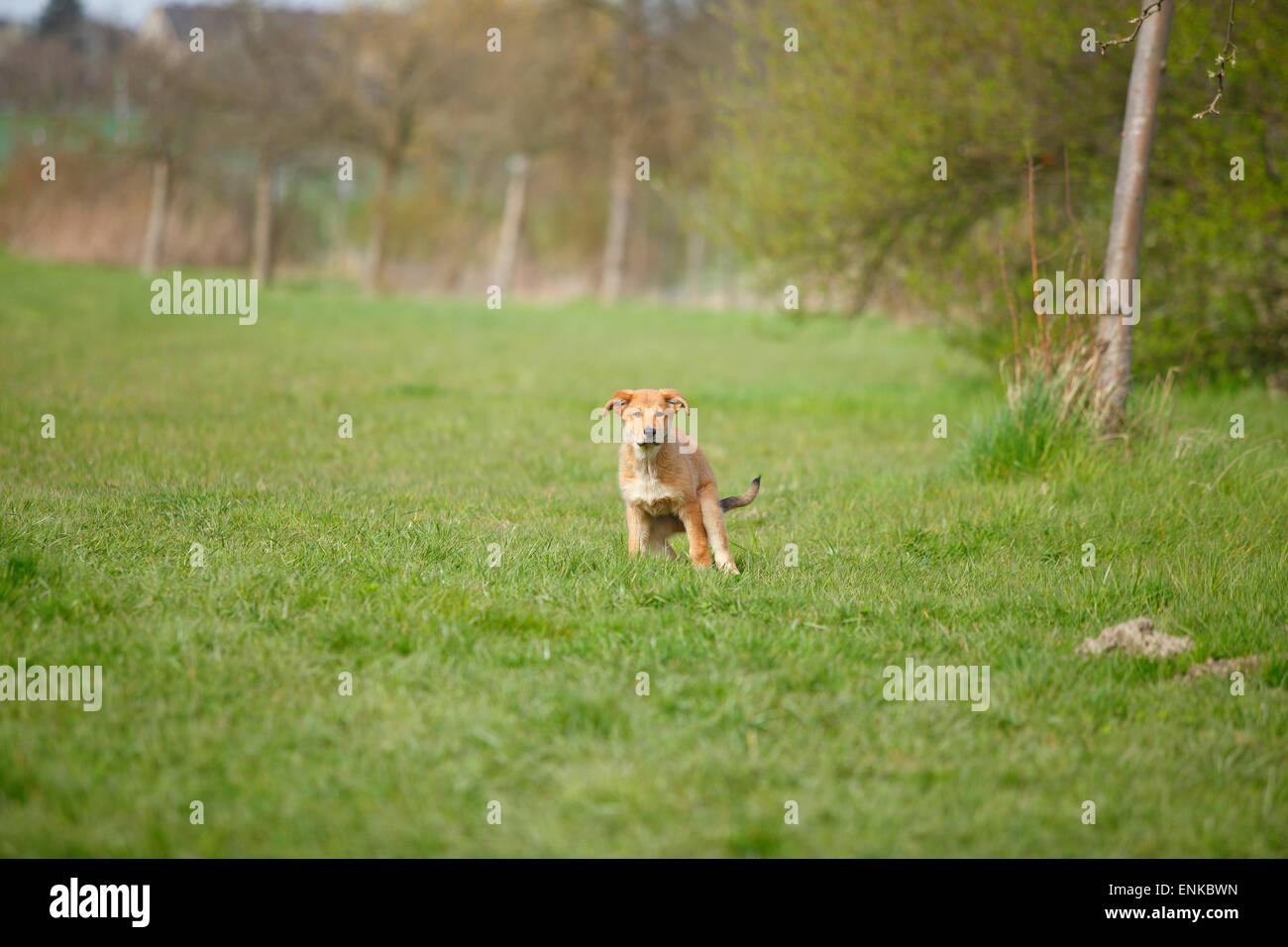 Harzer Fuchs, Welpen, 3 Monate | Harzer Fuchs, Welpe, 3 Monate ...