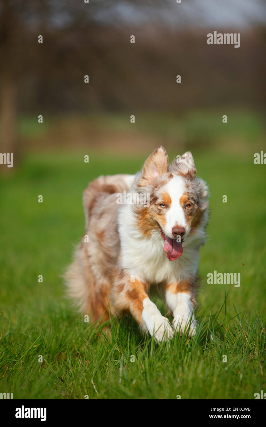 Red merle color -Fotos und -Bildmaterial in hoher Auflösung – Alamy