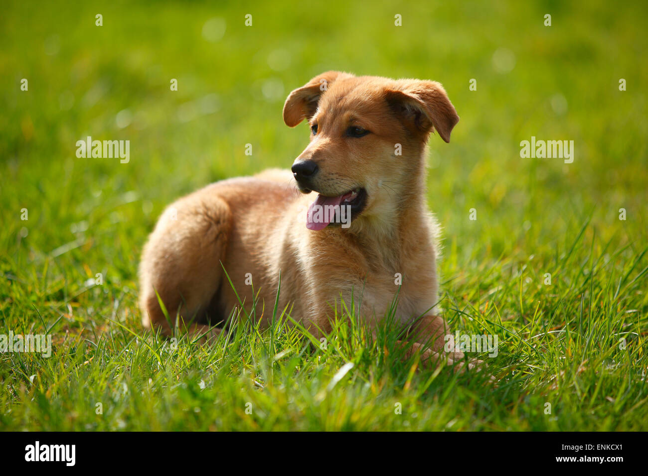 Harzer Fuchs, Welpen, 3 Monate | Harzer Fuchs, Welpe, 3 Monate ...